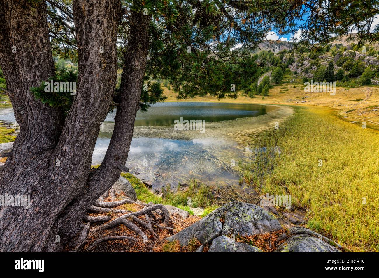 Floating Bur-reed (Sparganium angustifolium) on a mountain pond, Lac ...