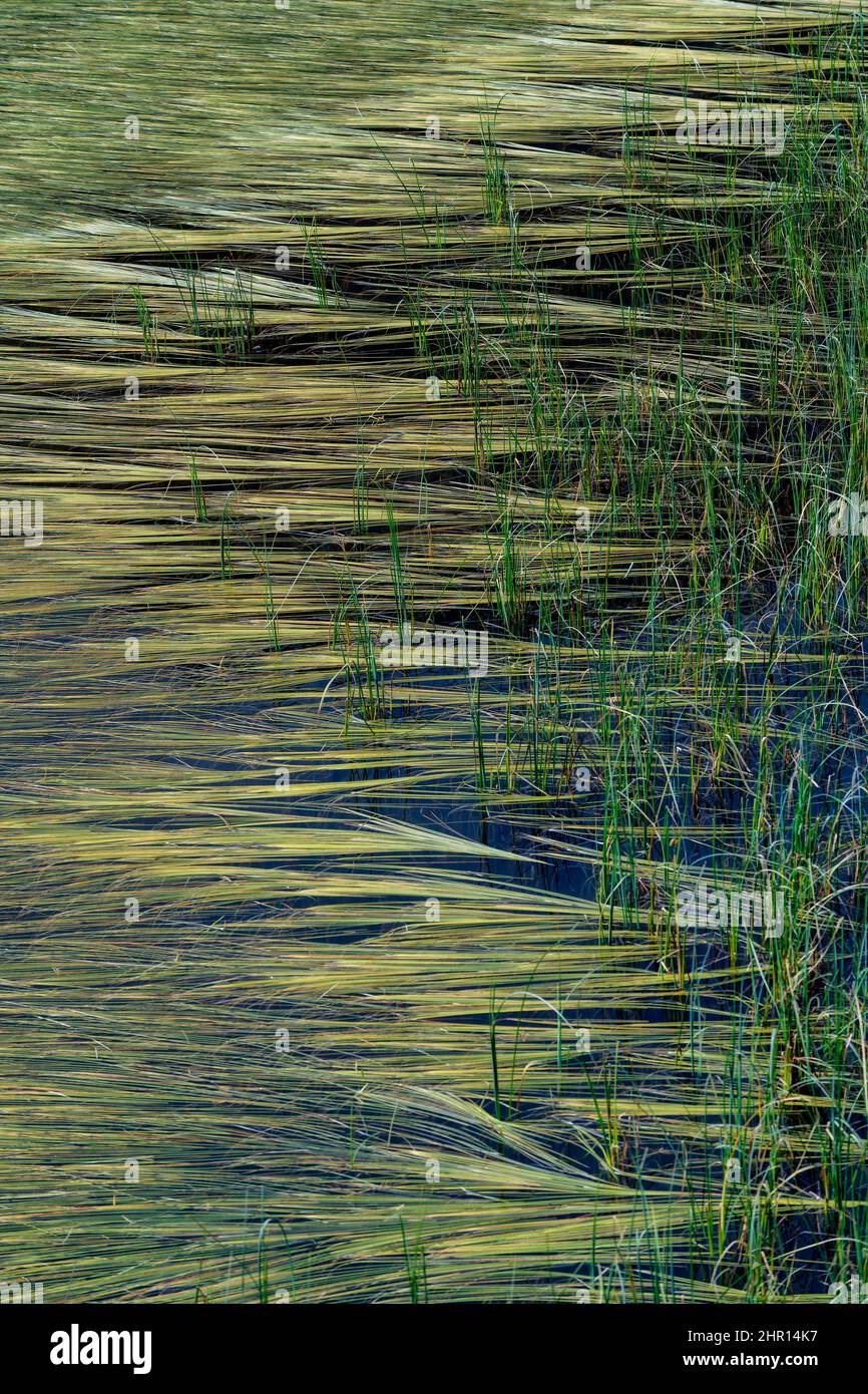 Multipedunculatum hi-res stock photography and images - Alamy