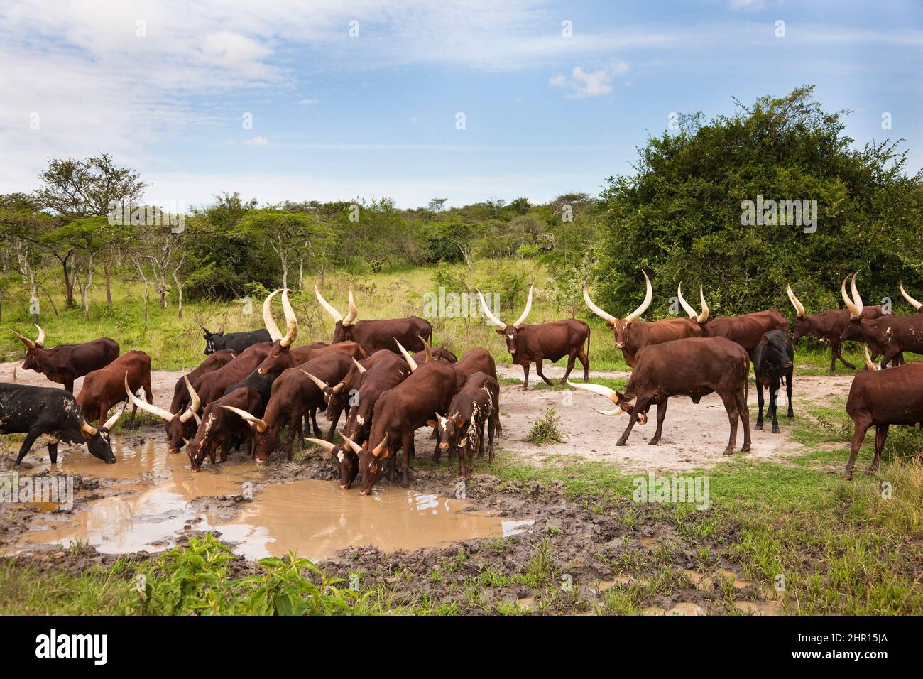 Ankole-Watusi cattle. It is an old african breed famous for its long ...