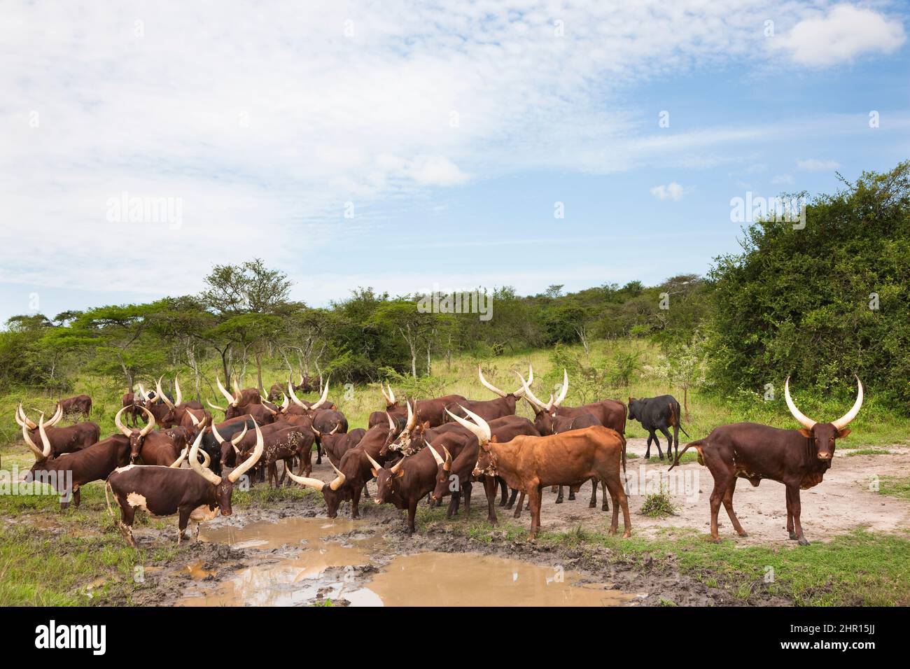 Ankole-Watusi cattle. It is an old african breed famous for its long ...
