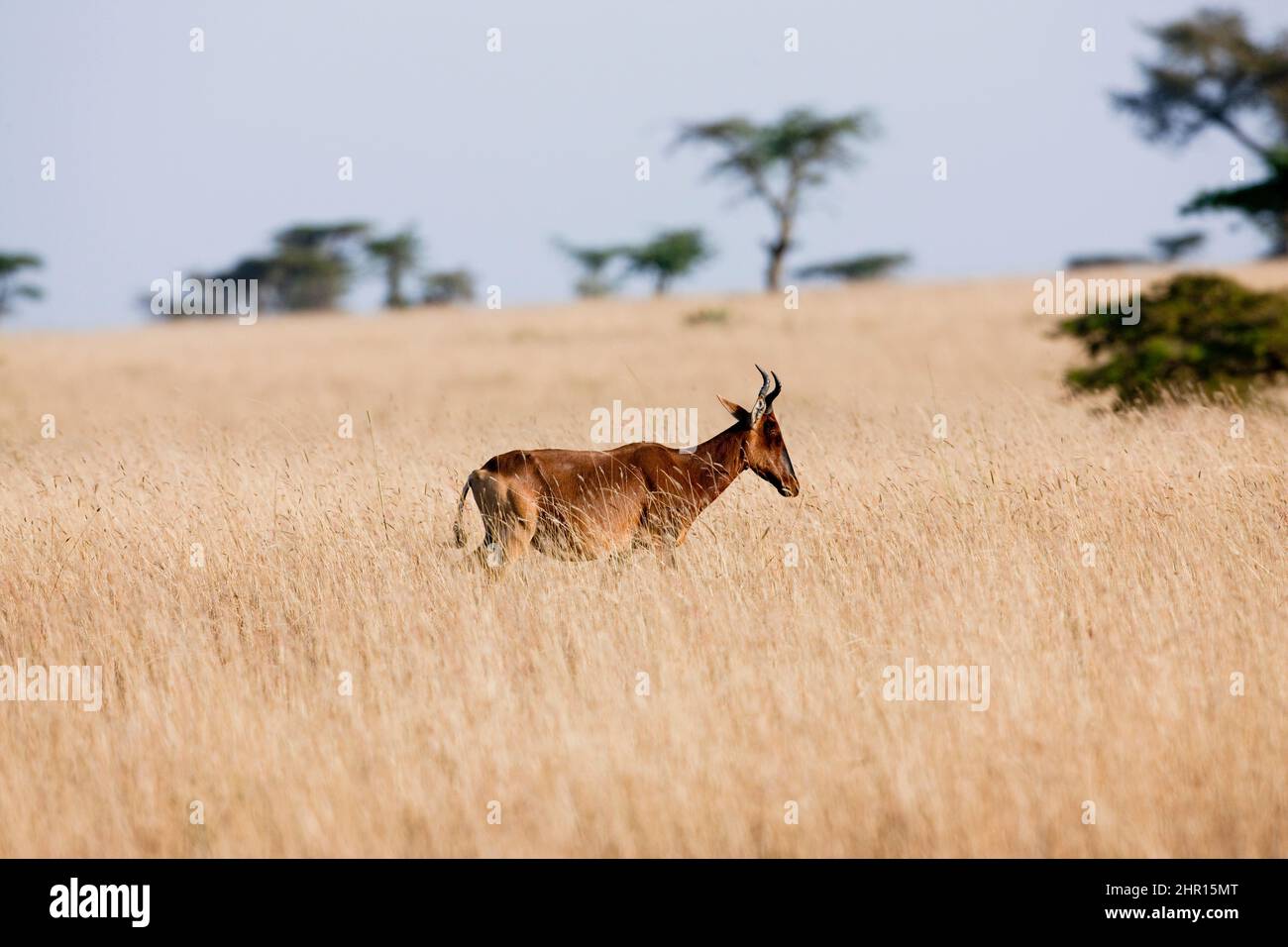 Swayne's Hartebeest (Alcelaphus buselaphus swaynei), Senkele Wildlife ...