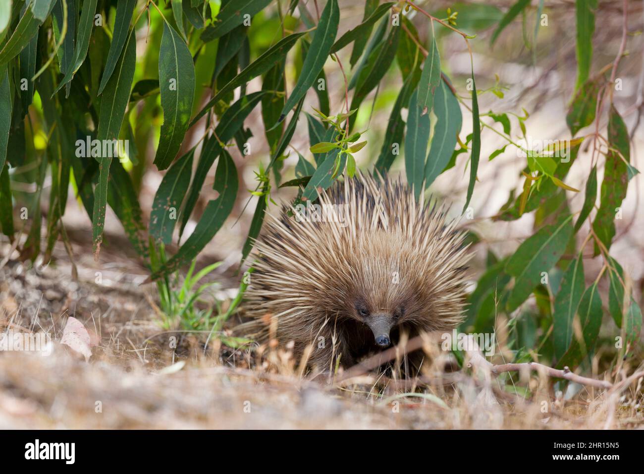 Short-beaked Echidna (Tachyglossus aculeatus), an oviparous mammal of ...