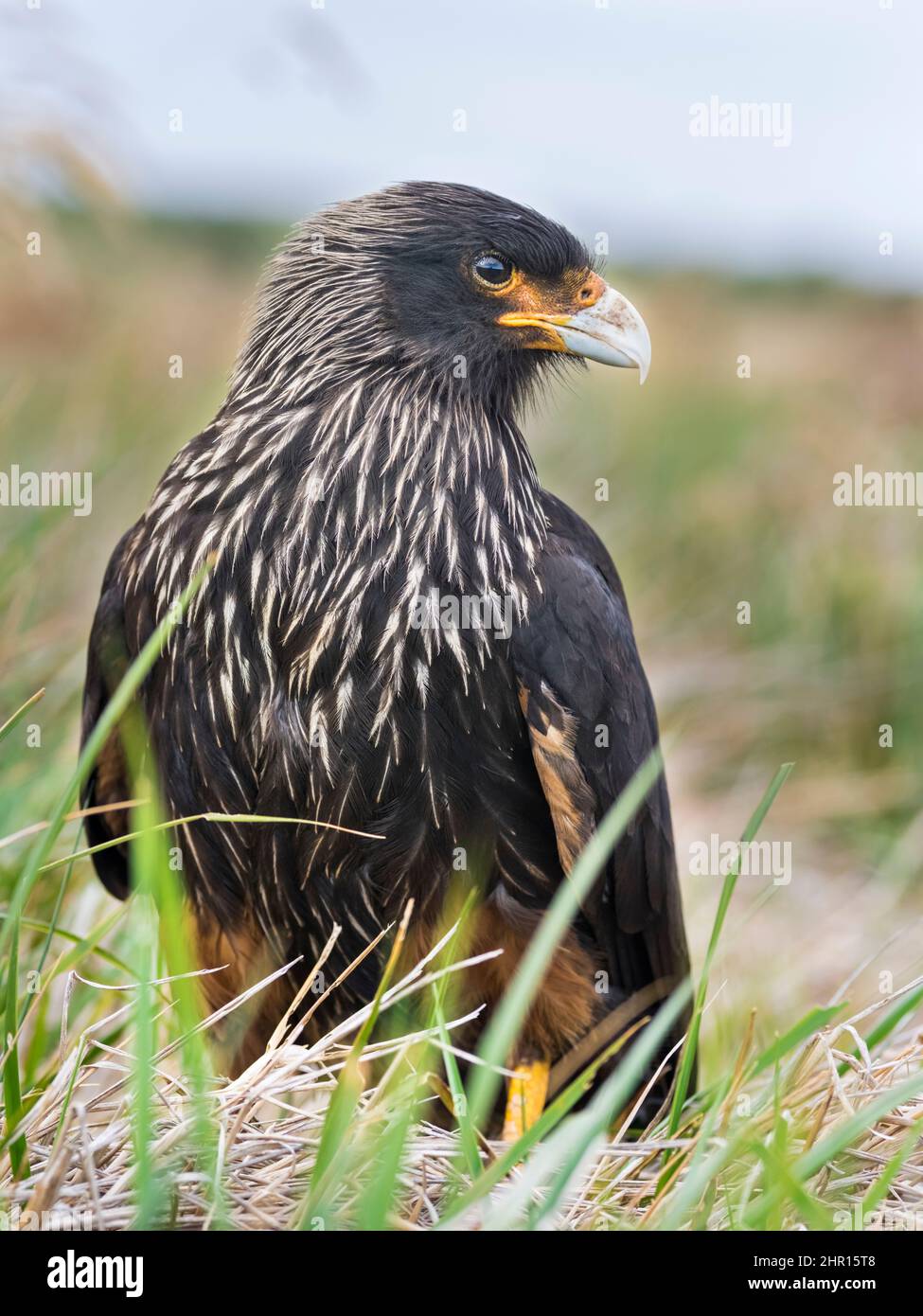 Striated Caracara (Phalcoboenus australis) or Johnny Rook, considered ... Striated Caracara (Phalcoboenus australis) or Johnny Rook, considered ...