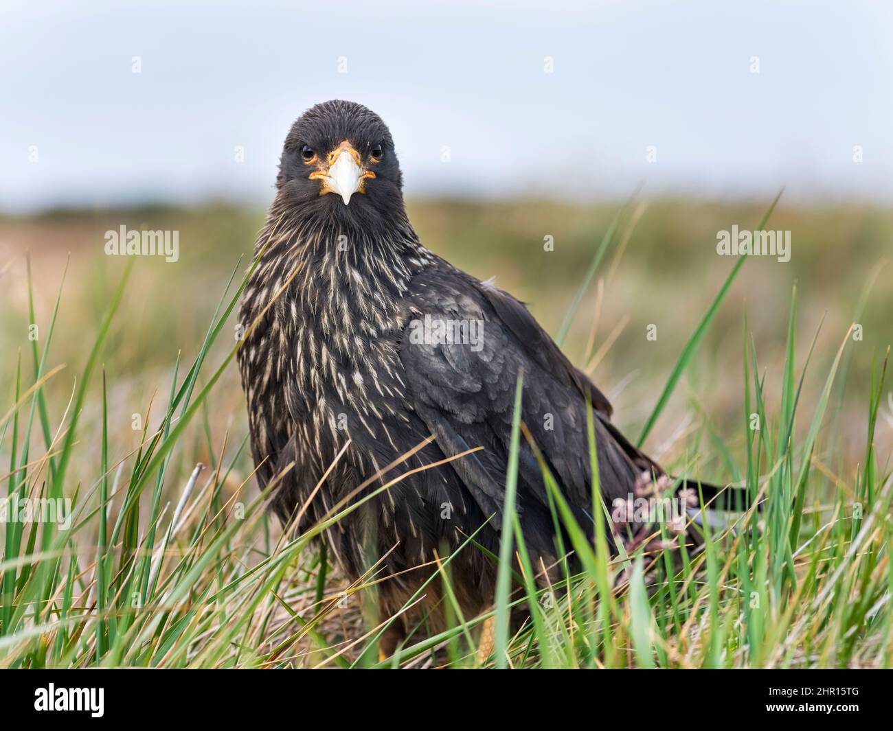 Striated Caracara (Phalcoboenus australis) or Johnny Rook, considered ...