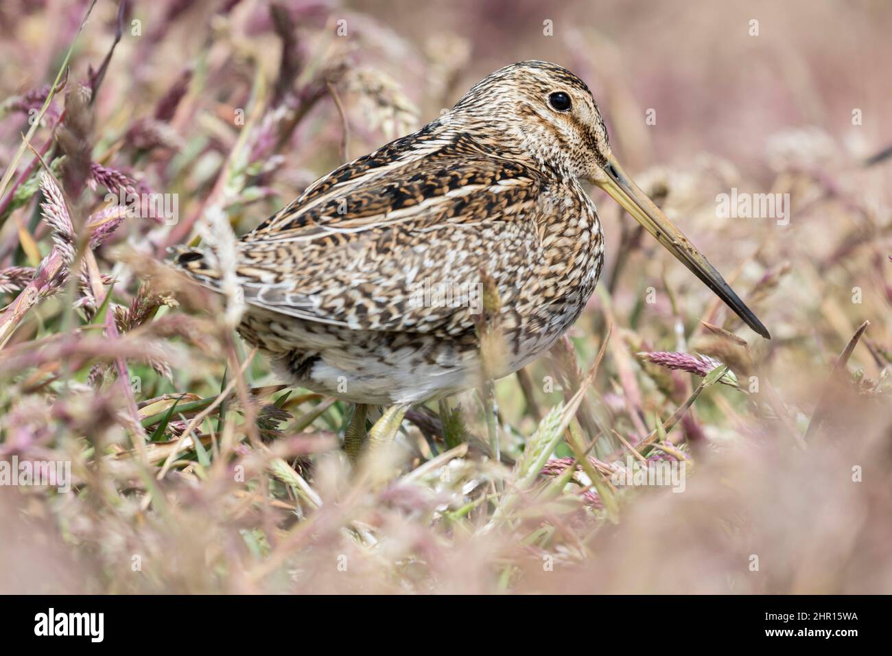 South American snipe or Magellan snipe (Gallinago paraguaiae or ...