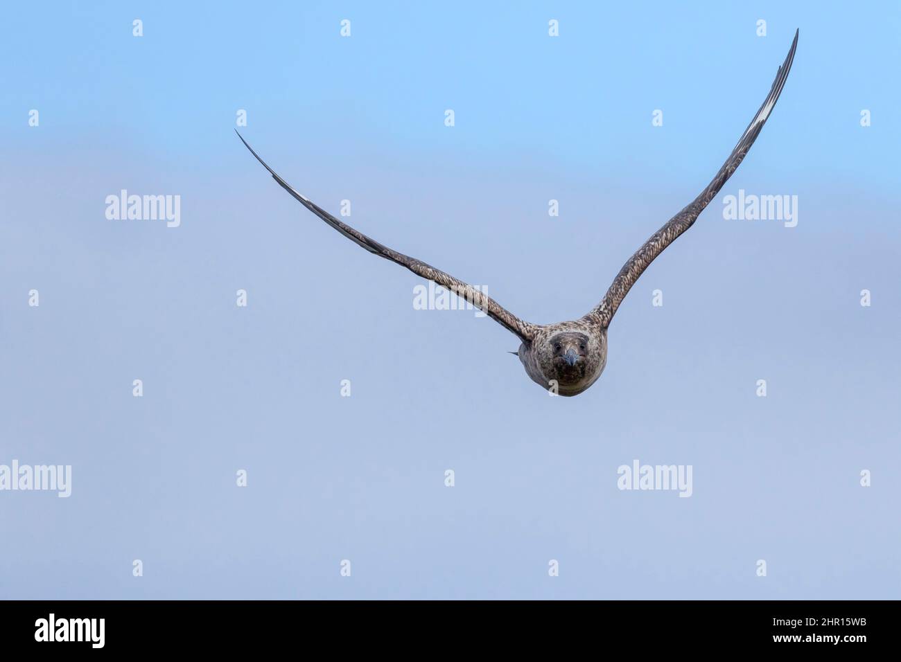 Bonxie flight shot hi-res stock photography and images - Alamy