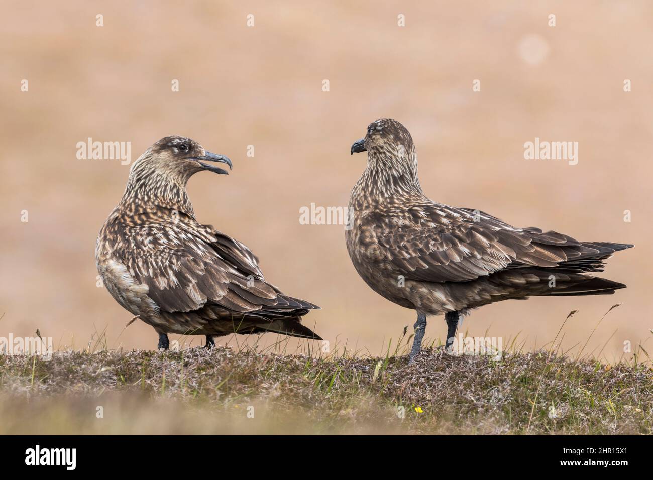 Great Skua also called Bonxie (Stercorarius Skua). Europe, northern ...