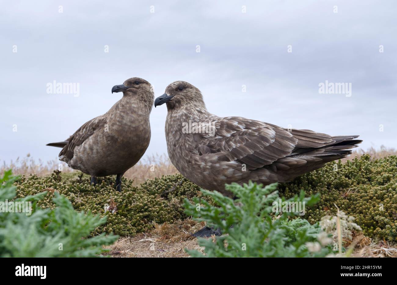 Antarctica south polar skua nest hi-res stock photography and images - Alamy