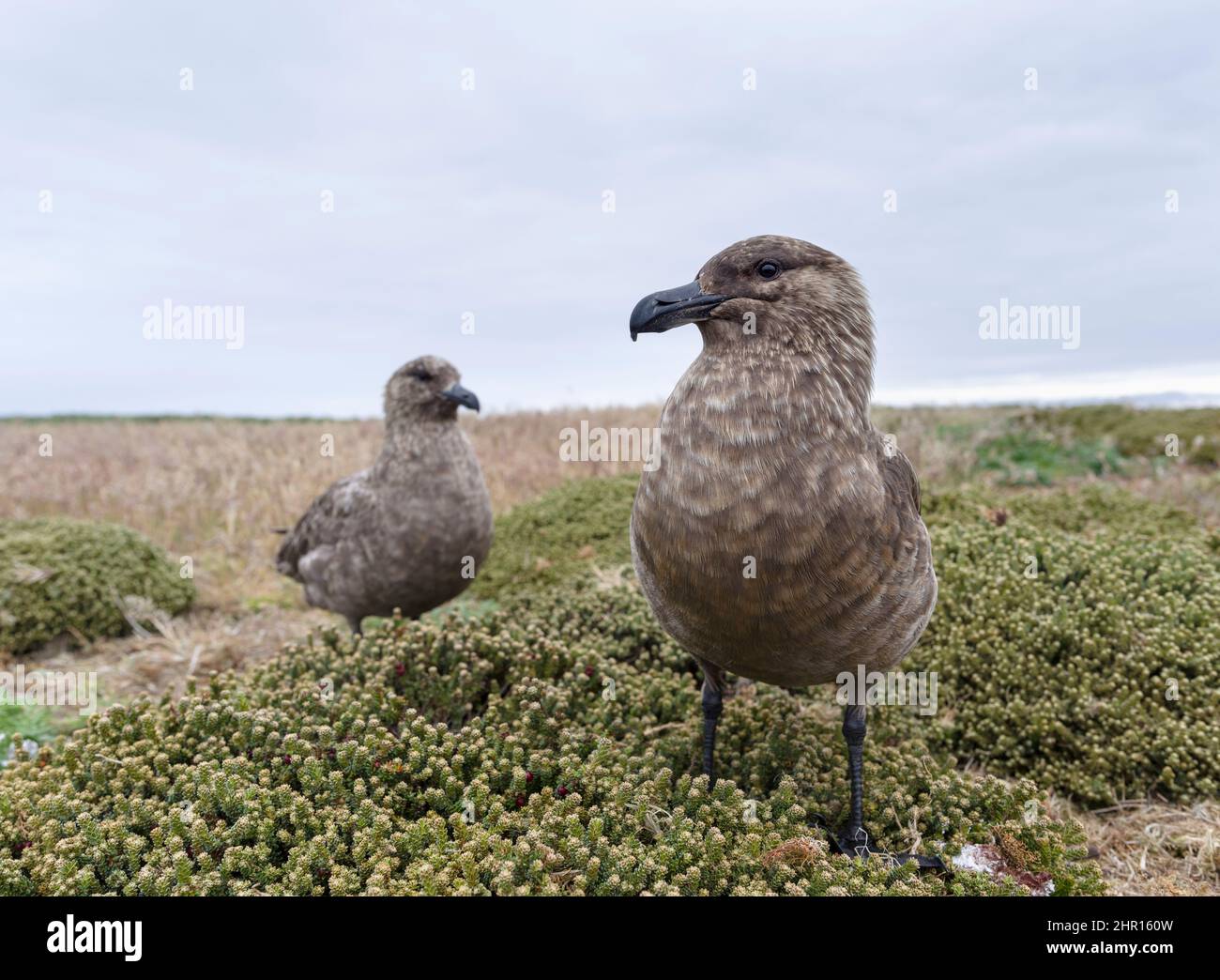 Pair with chick, Falkland Skua or Brown Skua (Stercorarius antarcticus, exact taxonomy is under ...
