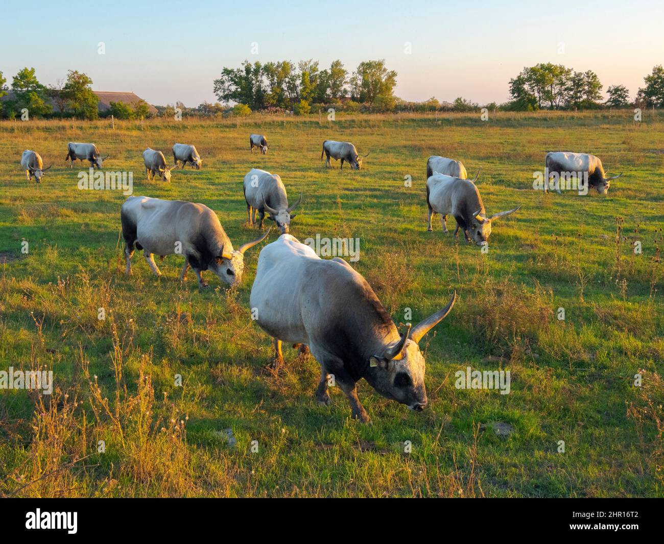 Hungarian Grey or Hungarian Steppe Cattle (Magyar Szuerke), an ancient ...