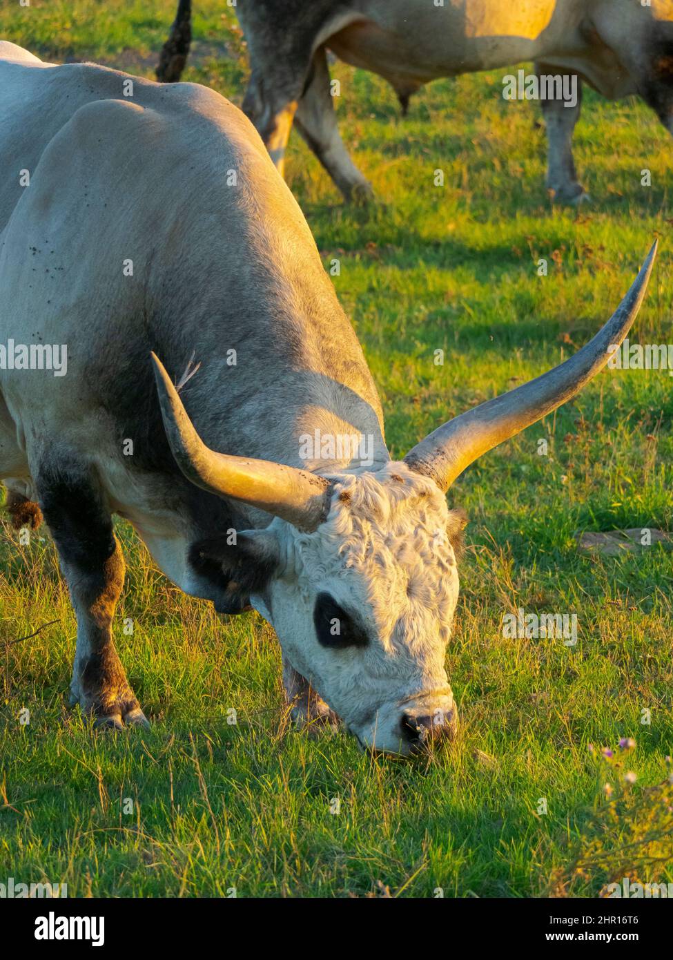 Hungarian Grey or Hungarian Steppe Cattle (Magyar Szuerke), an ancient ...