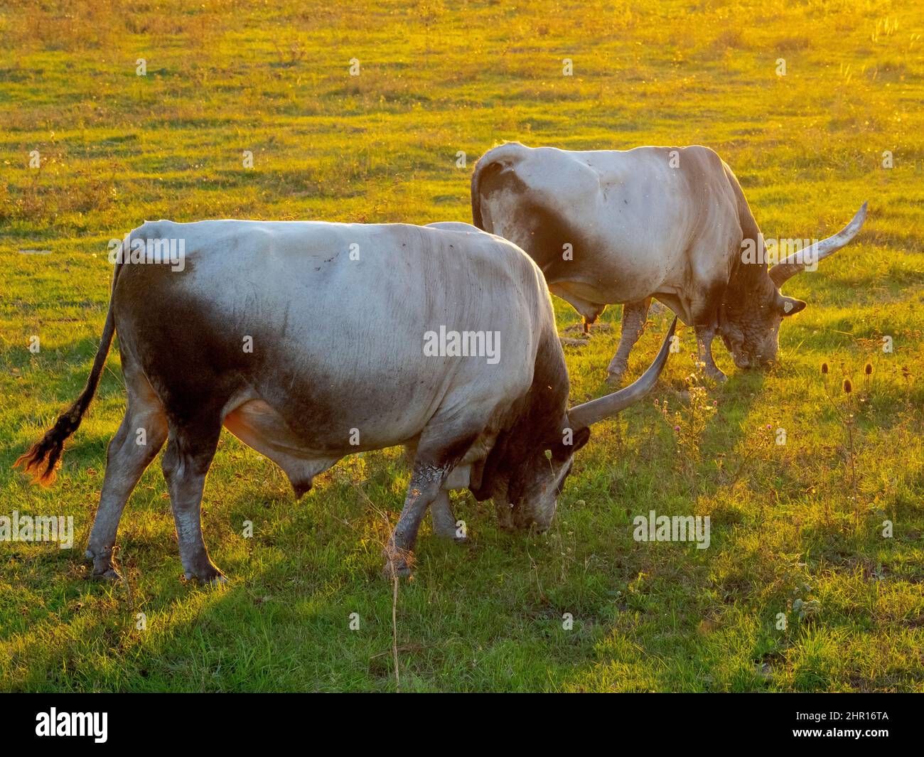 Hungarian Grey or Hungarian Steppe Cattle (Magyar Szuerke), an ancient ...