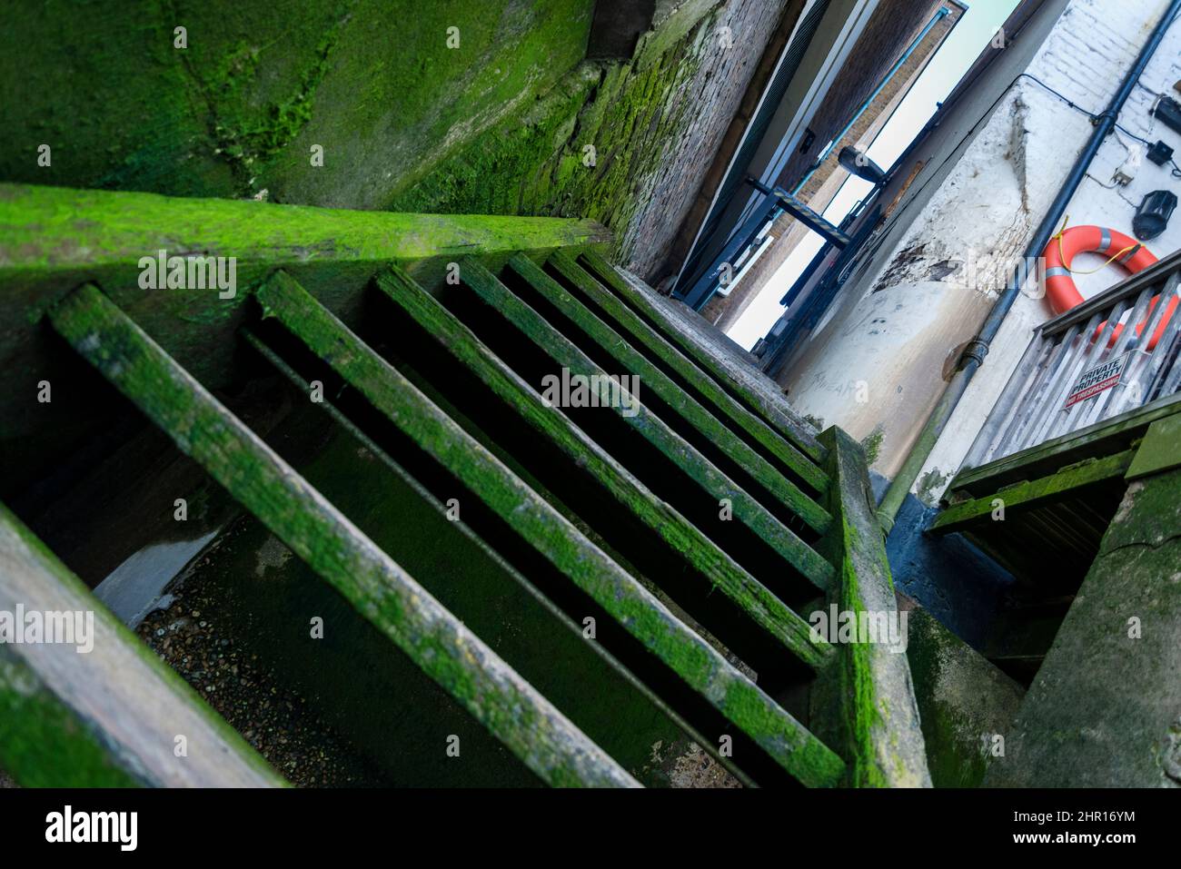 Moss covered wooden stairs on the bank of river Thames at low tide ...