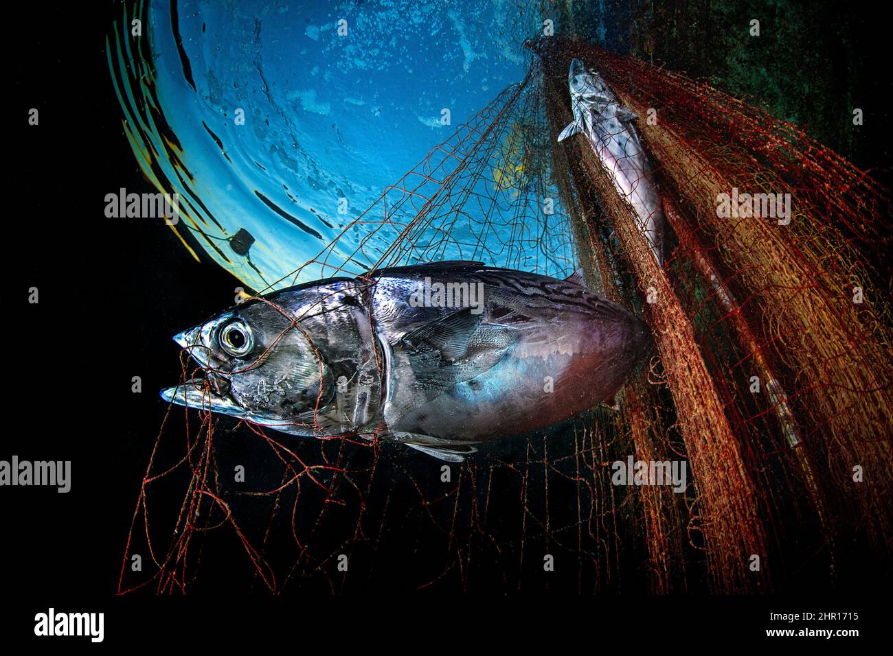 Little Tunny (Euthynnus alletteratus) trapped in a net,,Gulf of Naples ...