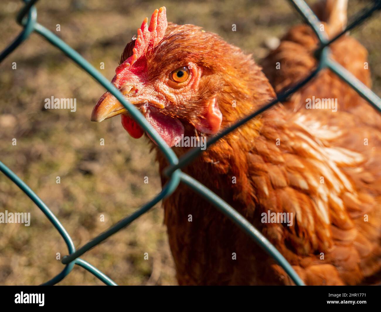 Hen chicken glancing behind the wire fence on free range farm Stock ...