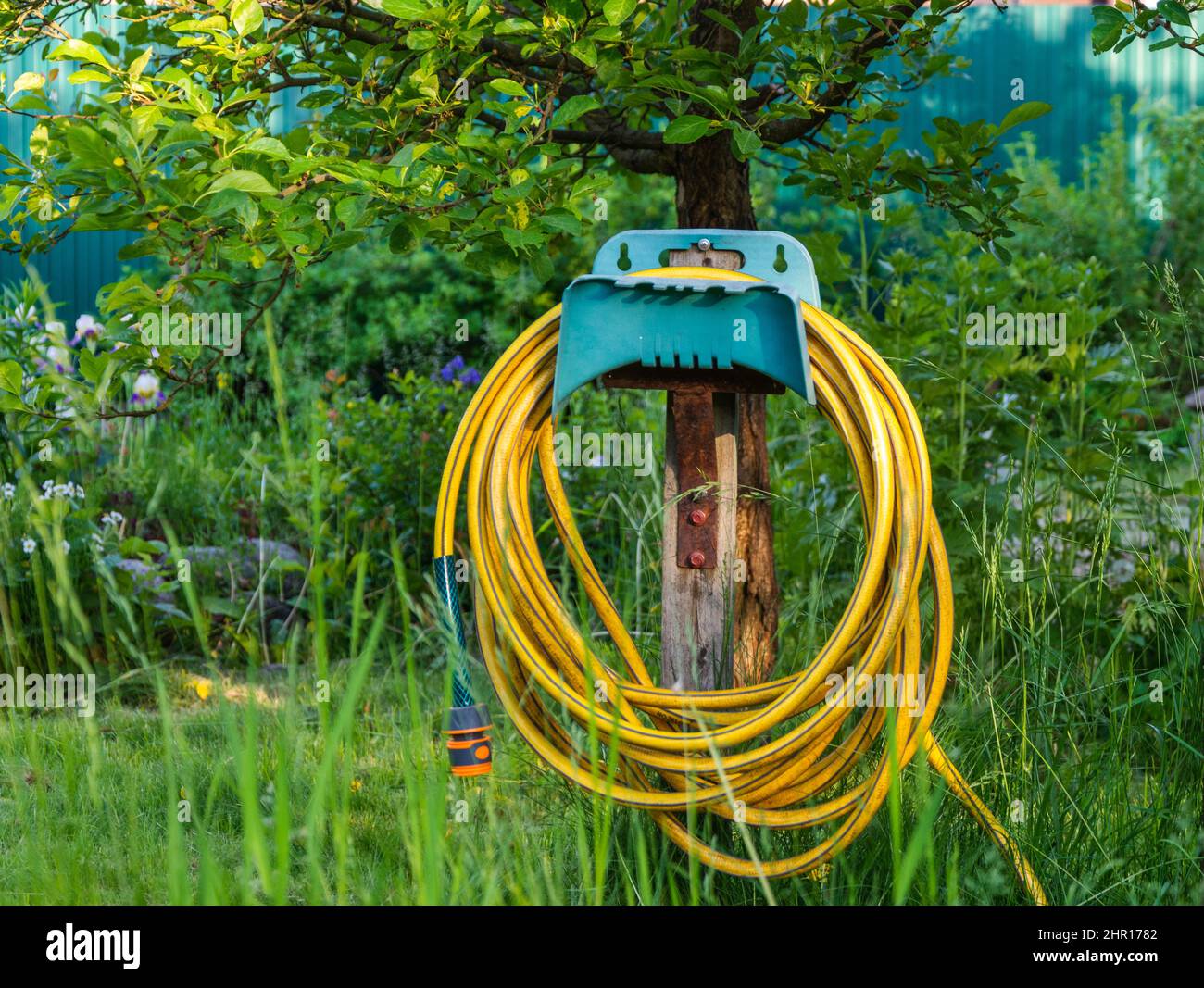 Yellow rubber irrigation hose coiled in a bay hanging in a green garden ...