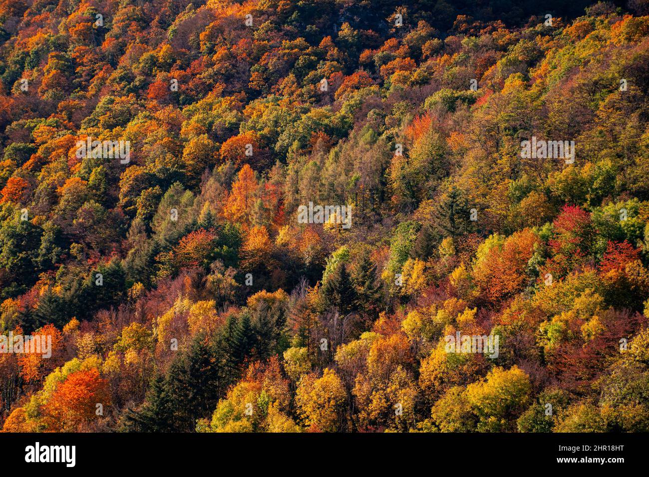 Beautiful mixed autumn forest hi-res stock photography and images - Alamy