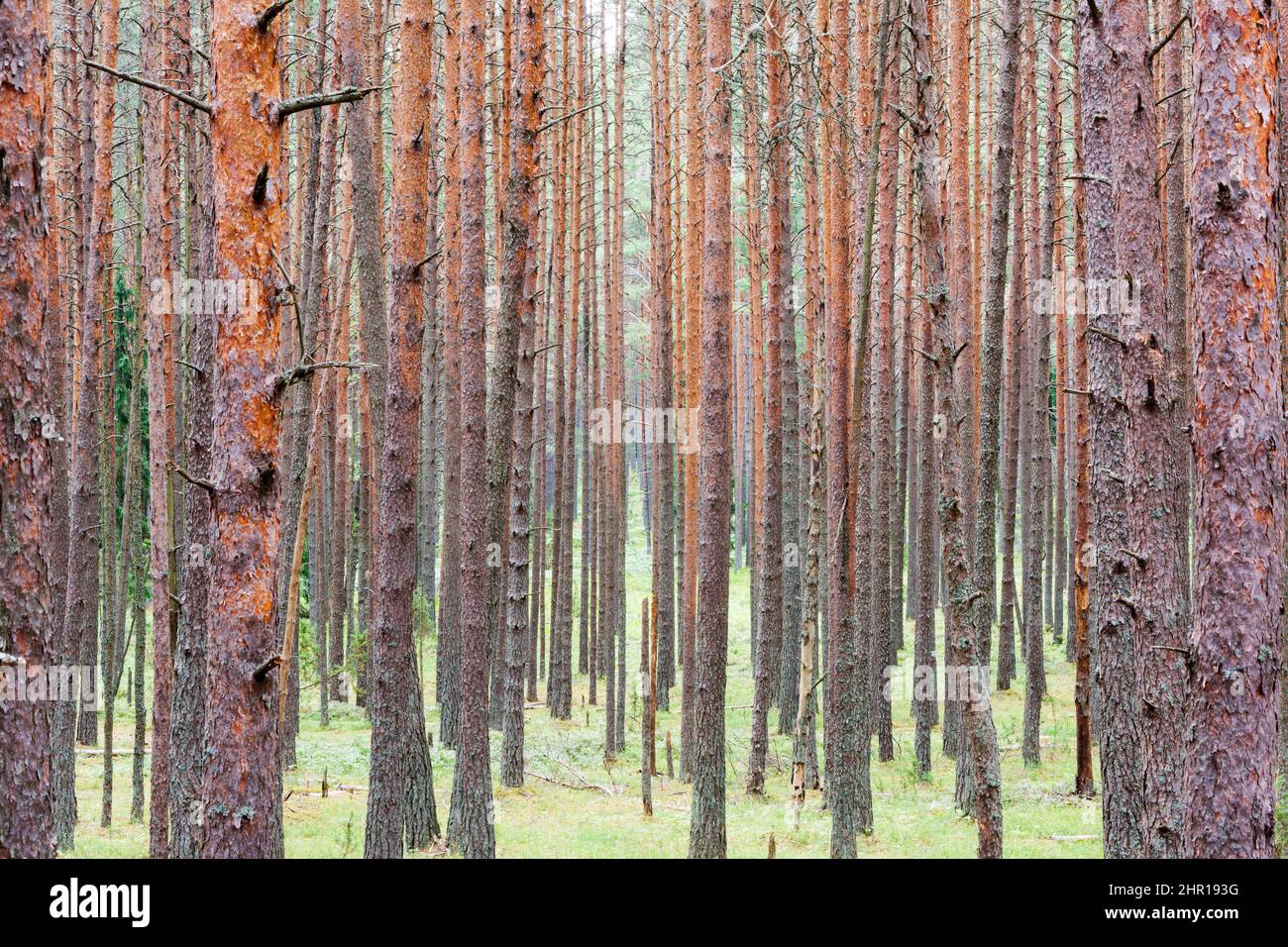 Summer pine forest, pine trunks, natural landscape, summer day Stock ...