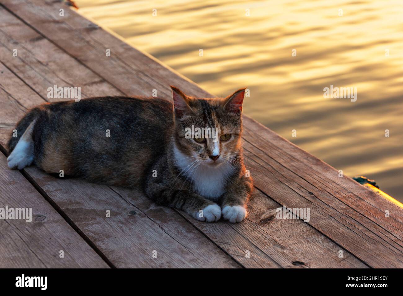 Beautiful cat resting on the pier of the lake at sunset, outdoors ...