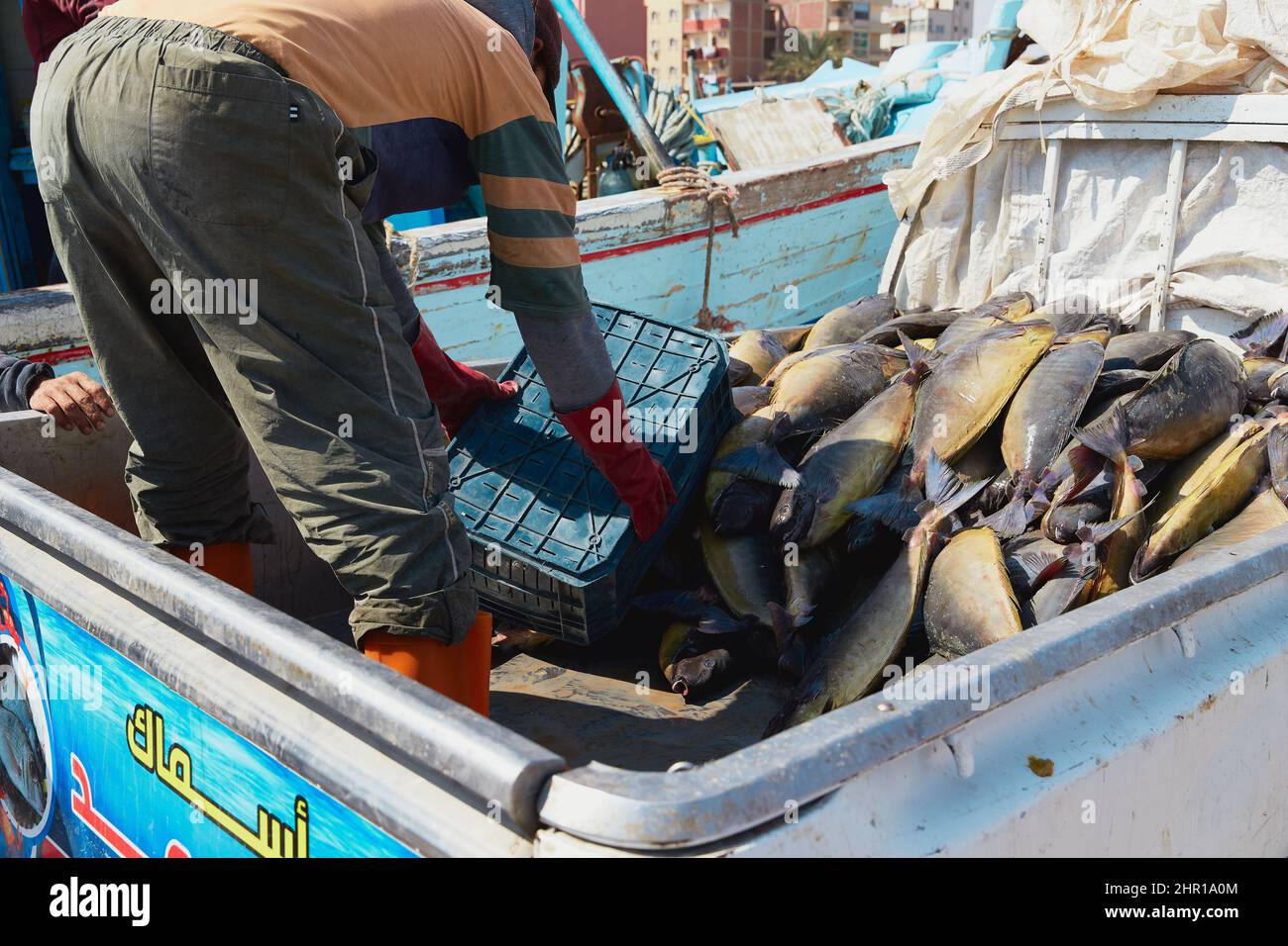 The men load the caught fish into the car. Preparing for delivery Stock ...