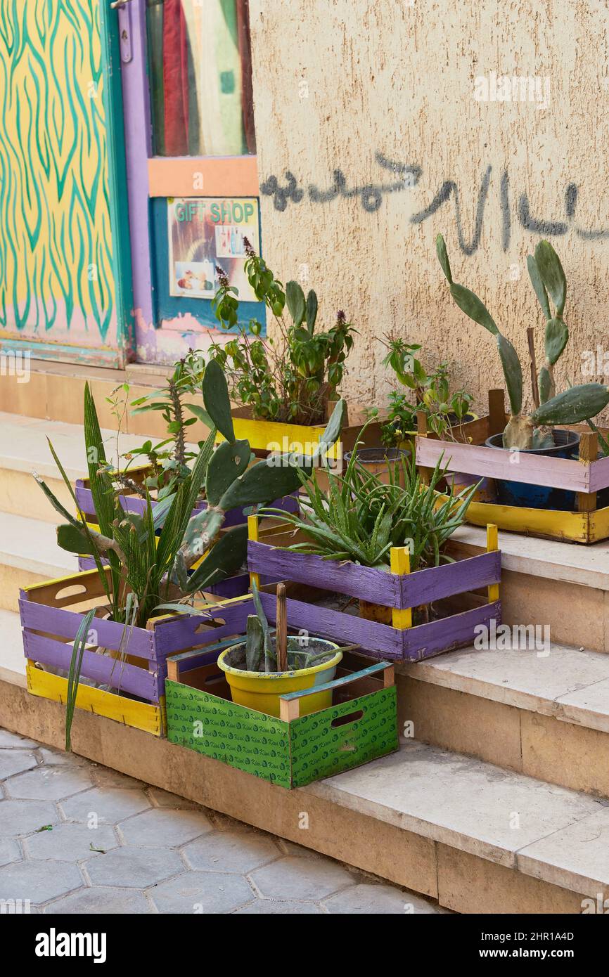 Cactus in egypt hi-res stock photography and images - Alamy