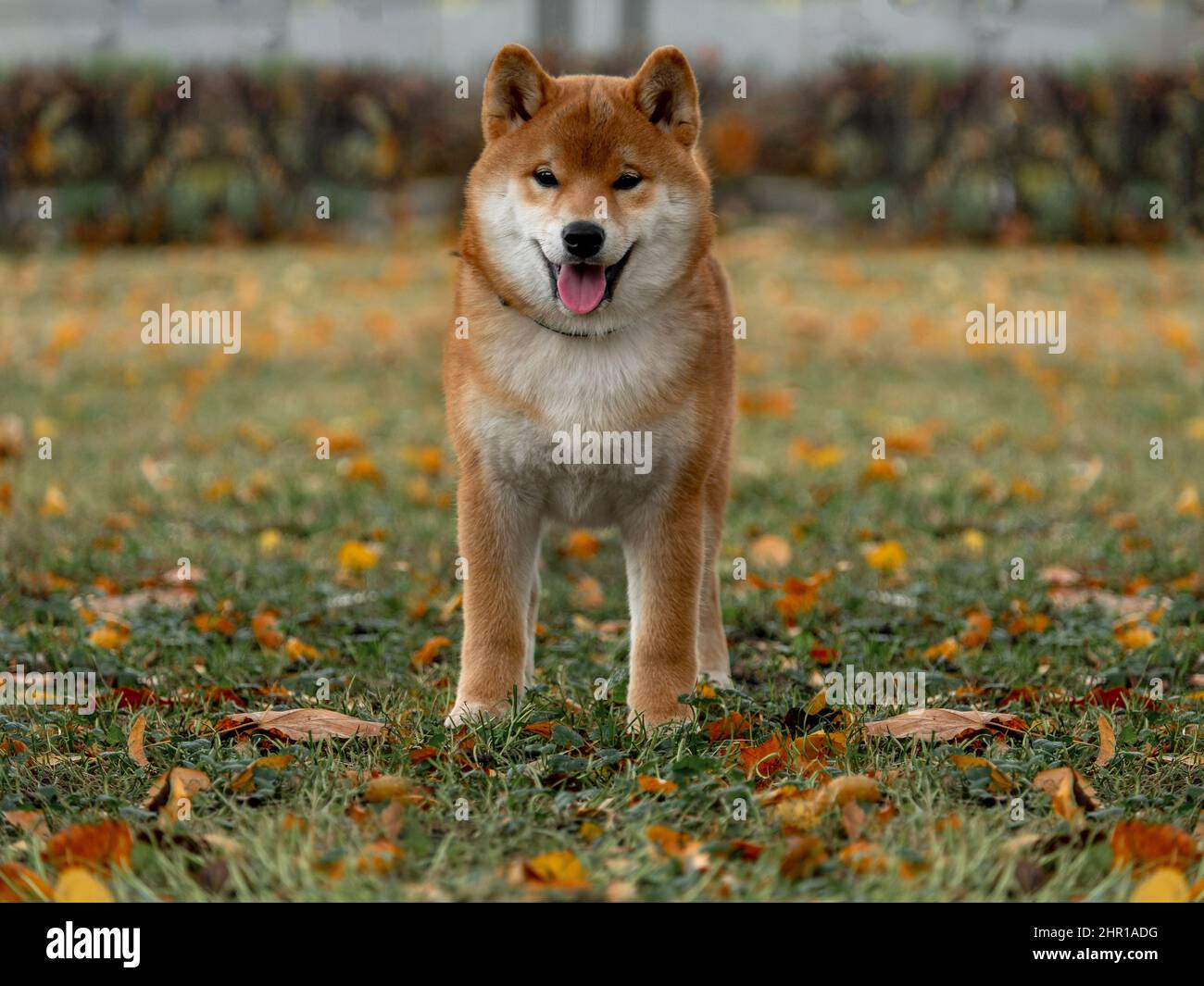 Shiba inu smile hi-res stock photography and images - Alamy