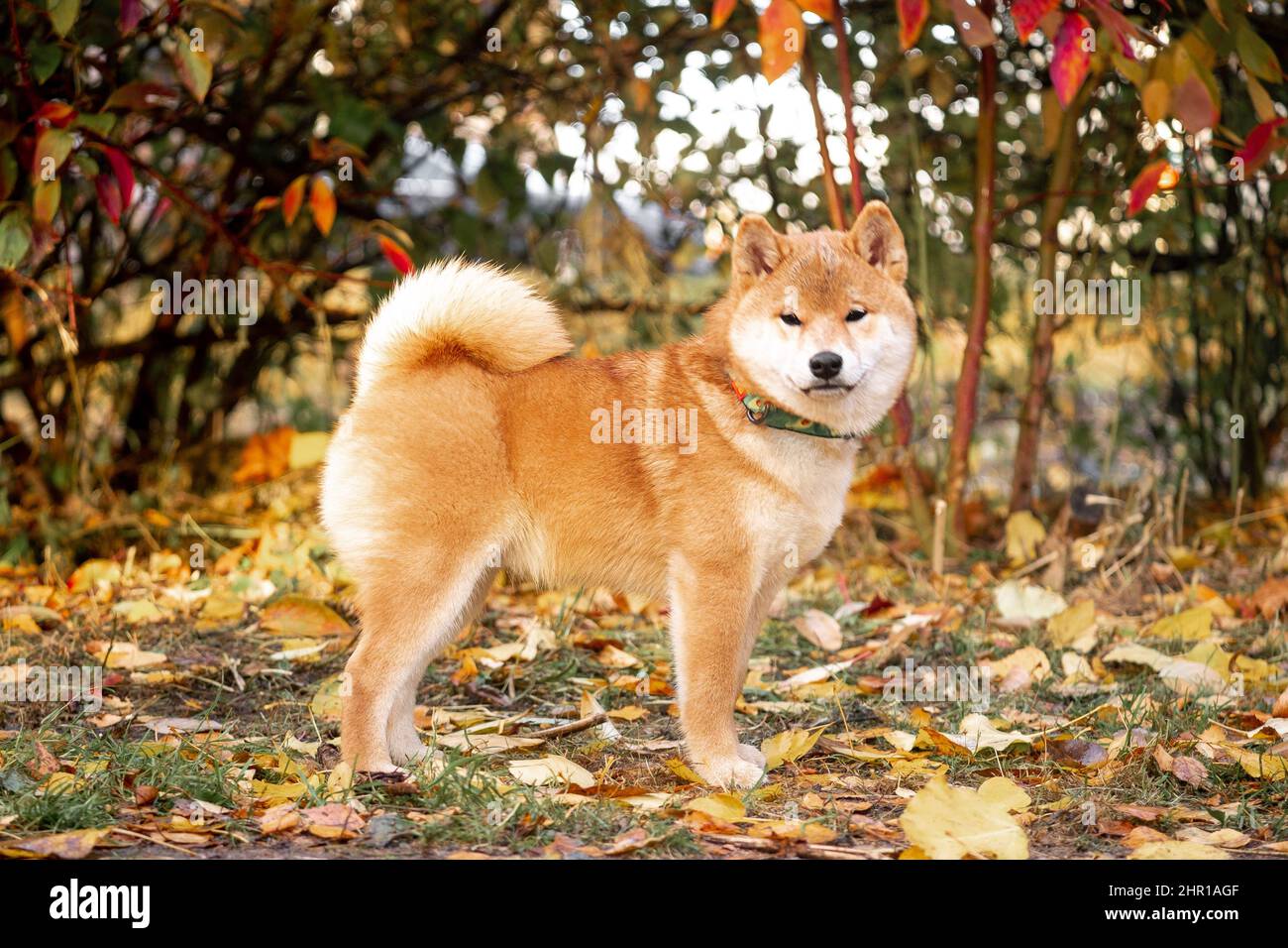 young red shiba inu autumn Stock Photo - Alamy