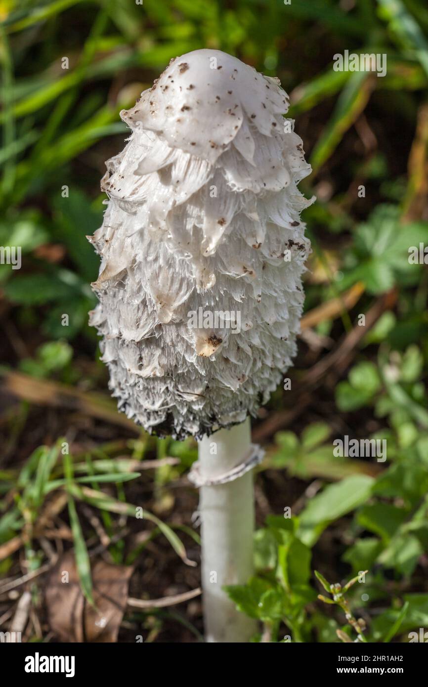 Vue macroscopique d'un coprin chevelu Stock Photo - Alamy
