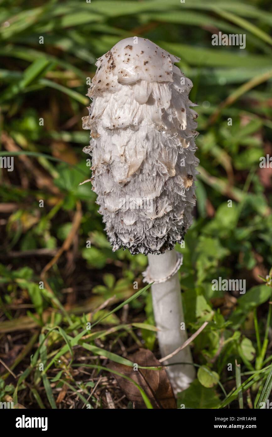 Chevelu hi-res stock photography and images - Alamy