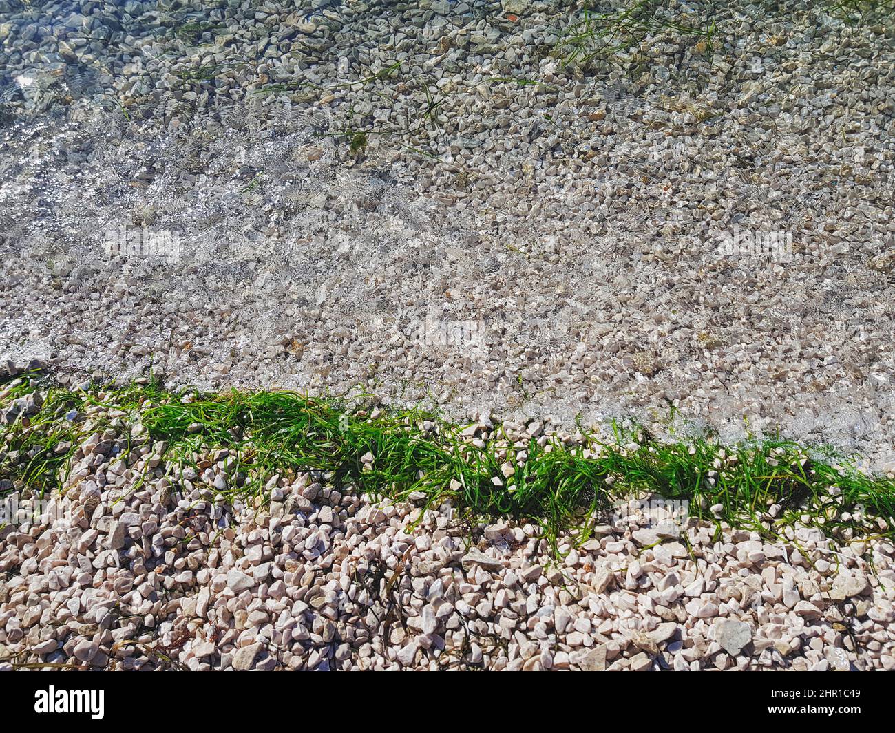 Green seagrass on the beach. Seaside perspective view with seaweed and ...
