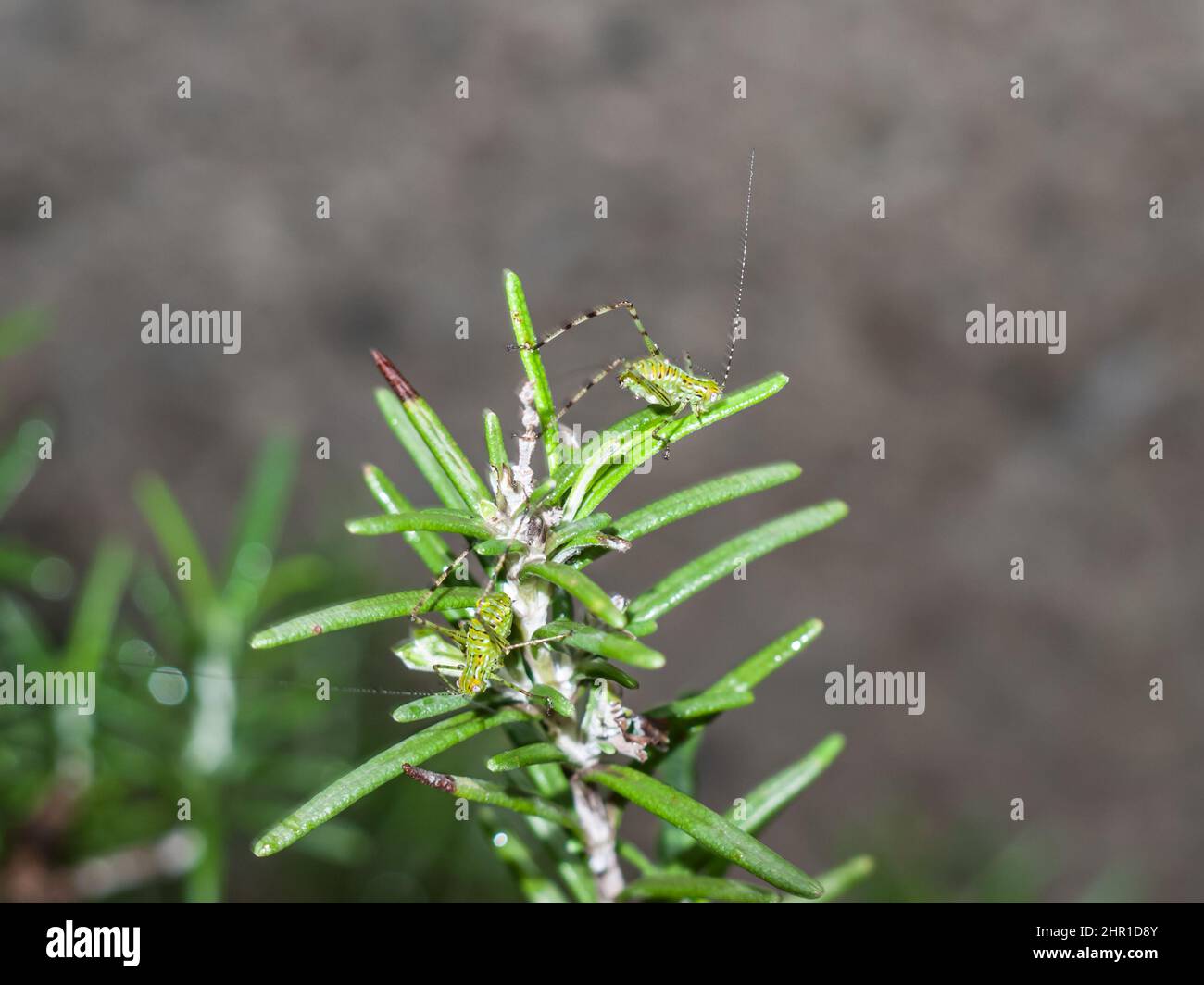 Very young tropical katydid nymphs hi-res stock photography and images ...
