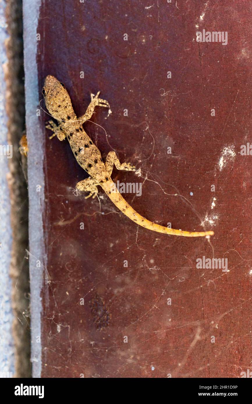 A Mourning Gecko (Lepidodactylus lugubris),against a red ceiling tile ...