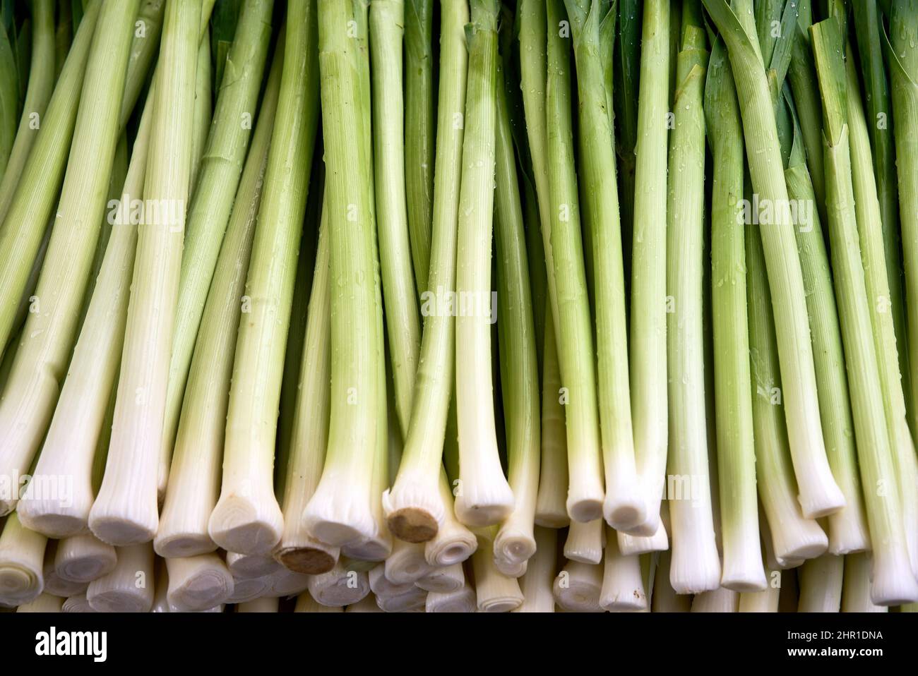 Allium ampeloprasum leek group hi-res stock photography and images - Alamy