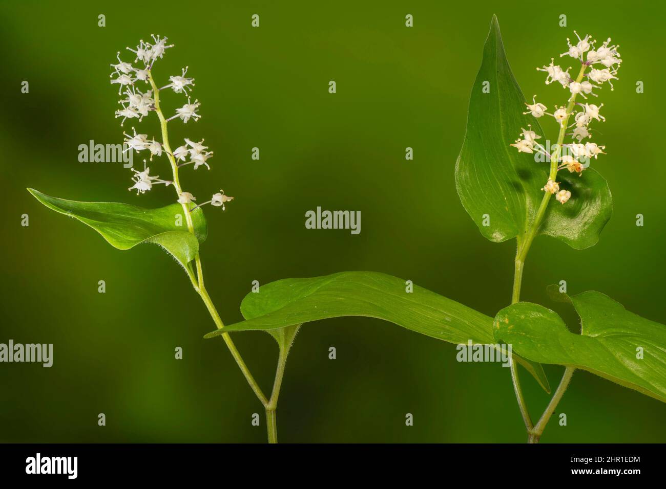 may lily (Maianthemum bifolium), blooming, Germany, Bavaria, Ammergauer ...