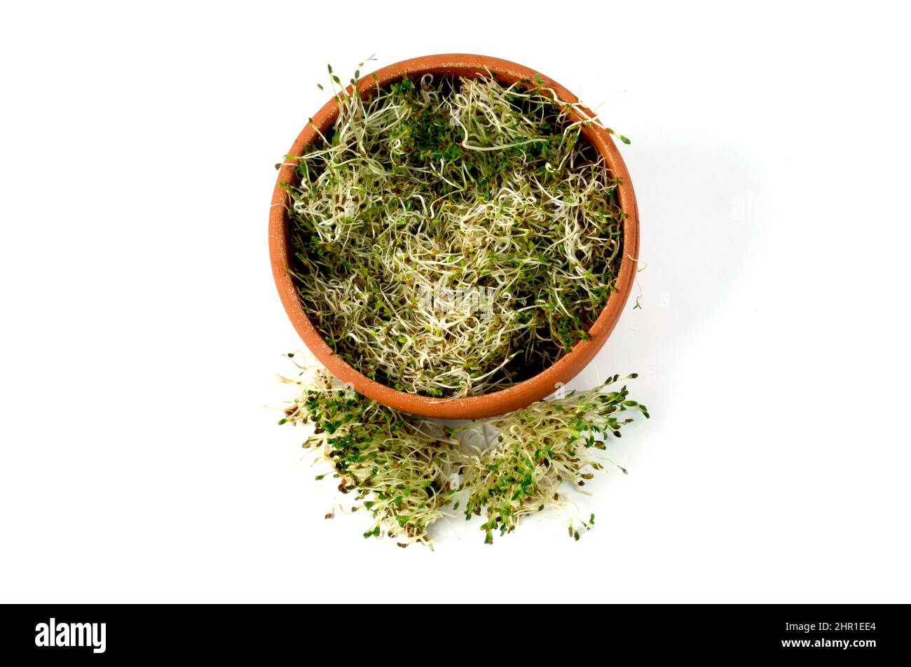Lucerne (Medicago sativa), fresh sprouts in a flower pot, cut-out Stock ...