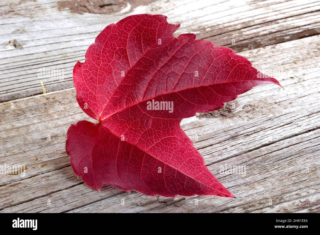 Boston ivy, Japanese creeper (Parthenocissus tricuspidata), leaf Stock ...