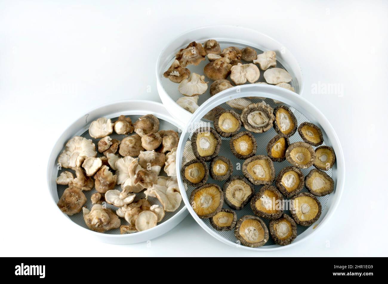 shiitake (Lentinula edodes, Lentinus edodes), fruiting bodies are dried ...
