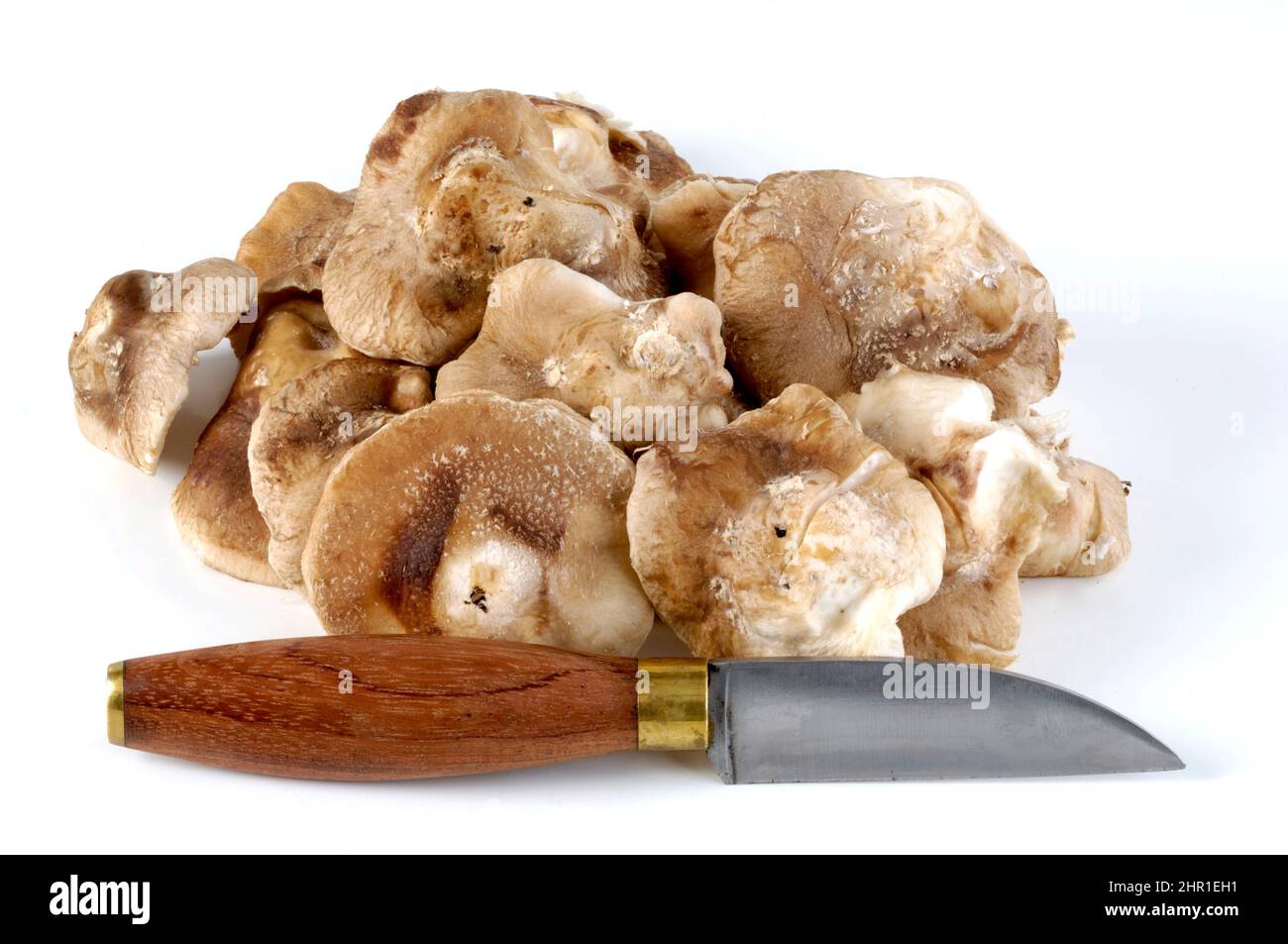 shiitake (Lentinula edodes, Lentinus edodes), harvested fruit bodies ...
