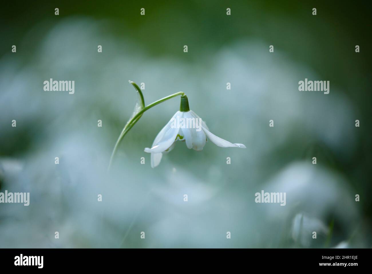 Snowdrop flowers close up Stock Photo - Alamy