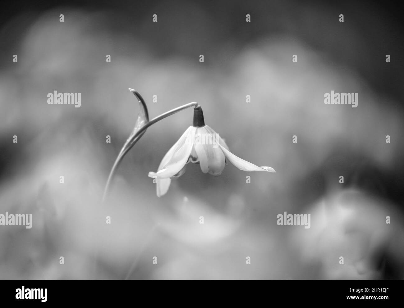 Snowdrop flowers close up Stock Photo - Alamy