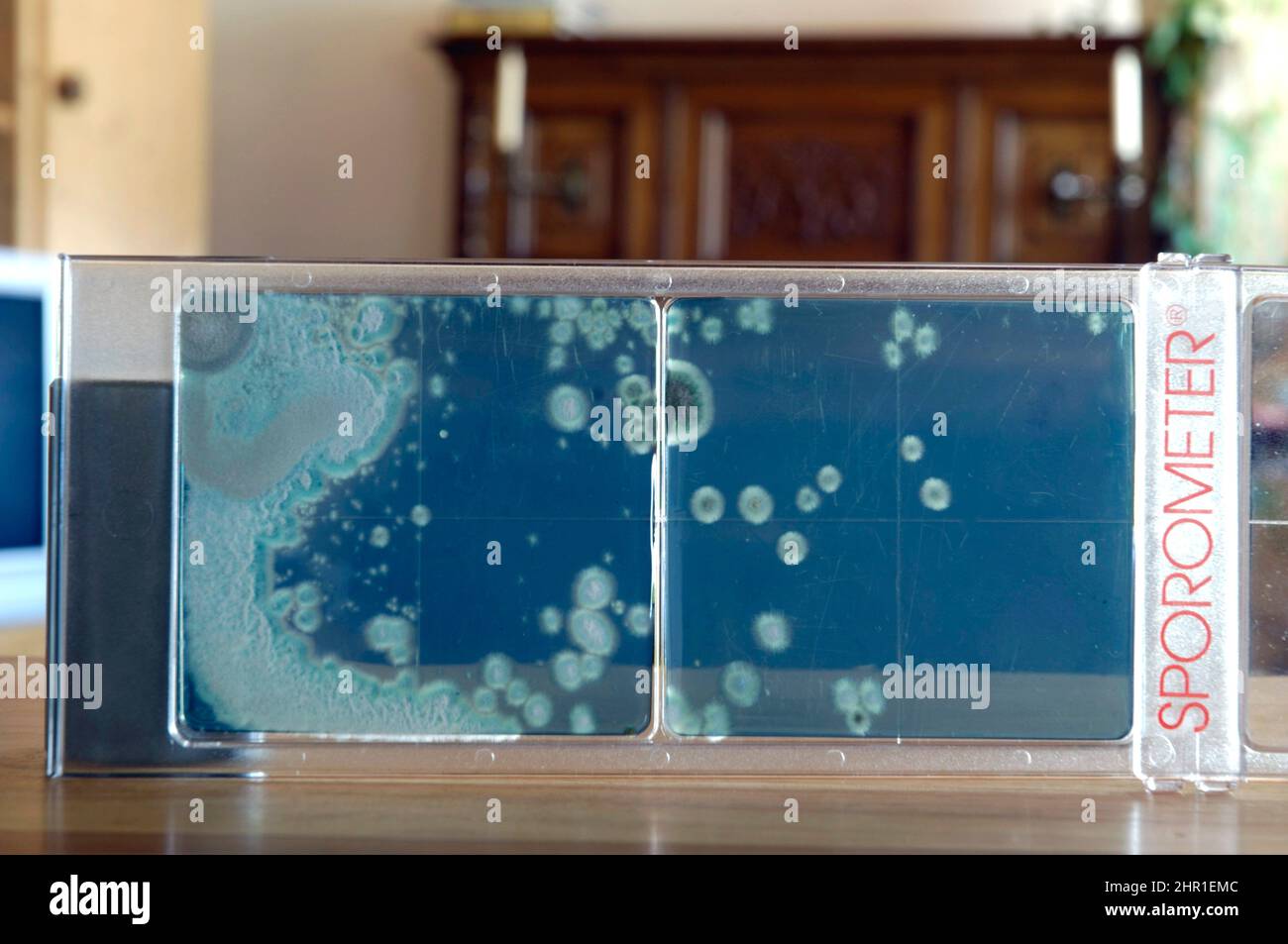 mold fungus in rooms Stock Photo - Alamy