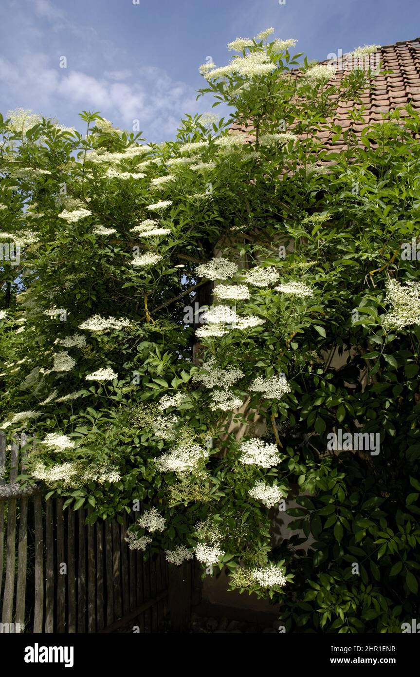 European black elder, Elderberry, Common elder (Sambucus nigra ...