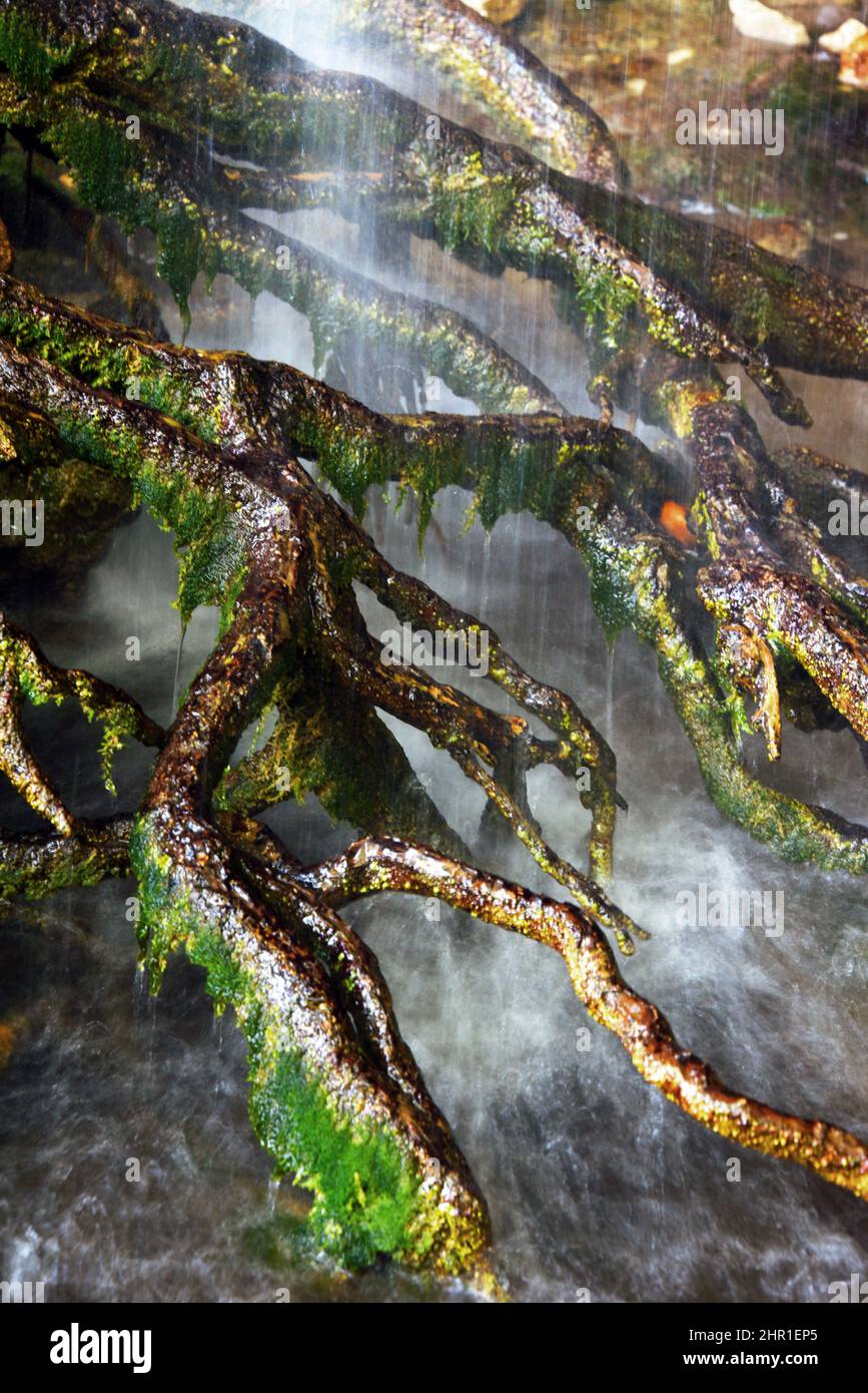 tree roots in a waterfall, Croatia, Plitvice Lakes National Park Stock ...