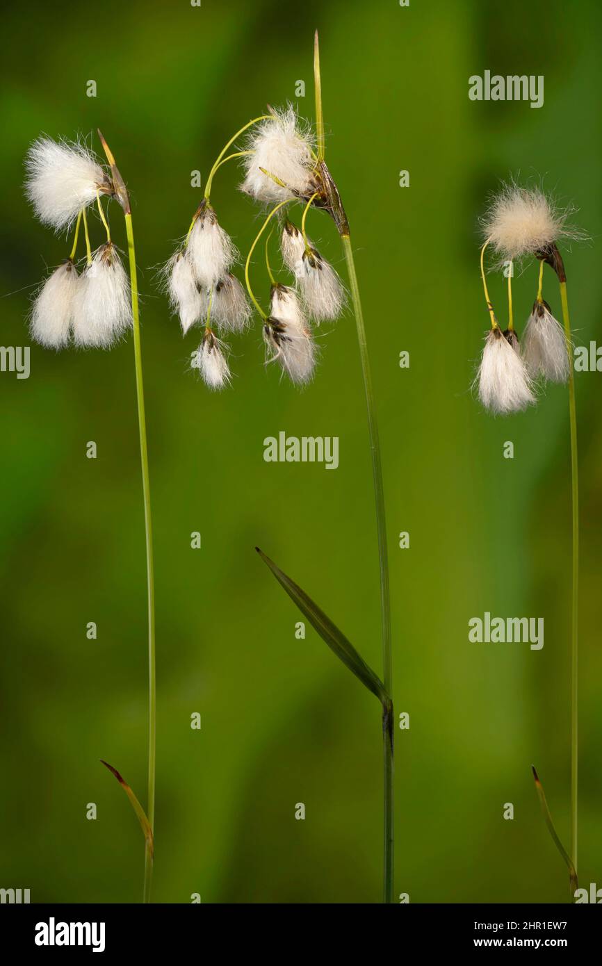 common cotton-grass, narrow-leaved cotton-grass (Eriophorum ...