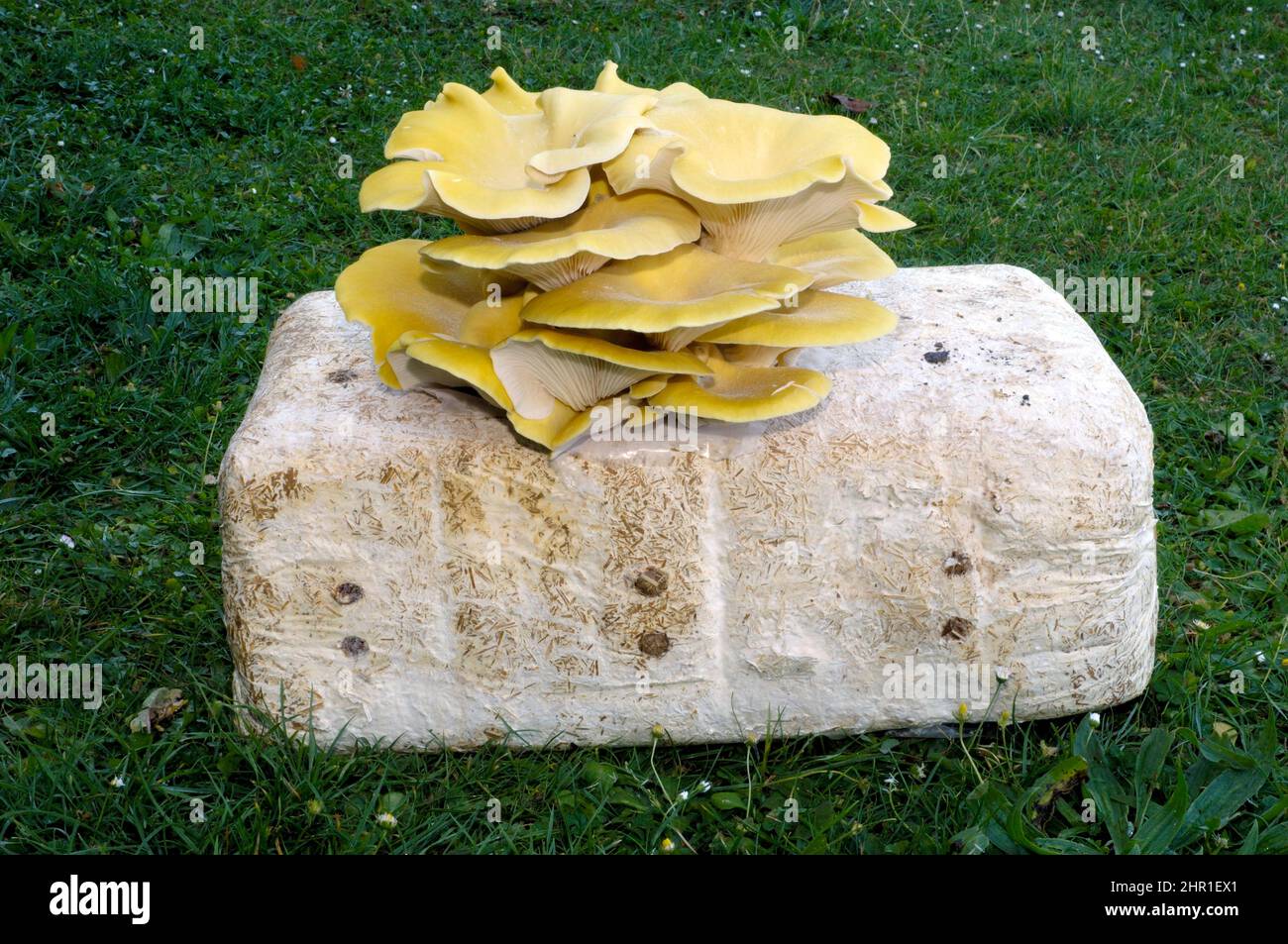 Branching Oyster (Pleurotus cornucopiae), substrate block with mycelium ...