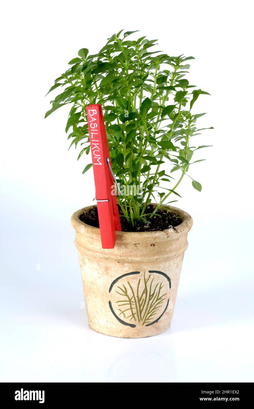 Greek pot plant hi-res stock photography and images - Alamy