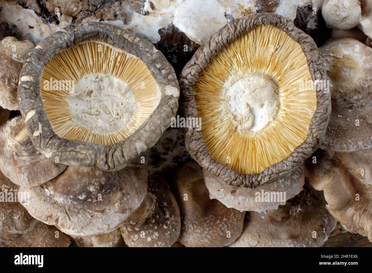 shiitake (Lentinula edodes, Lentinus edodes), dried fruiting bodies ...