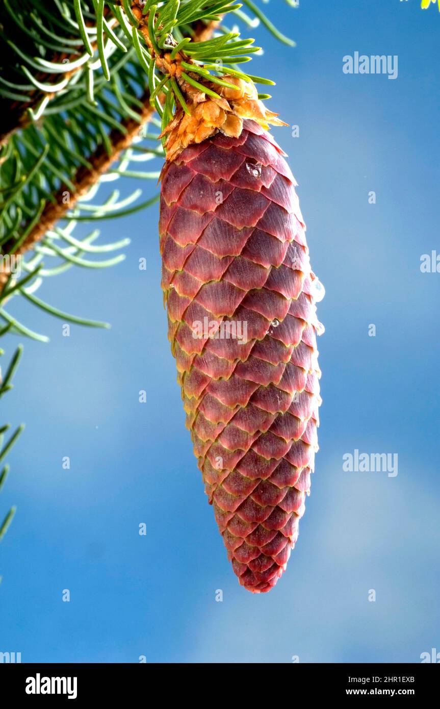 Norway spruce (Picea abies), cone on a branch Stock Photo - Alamy