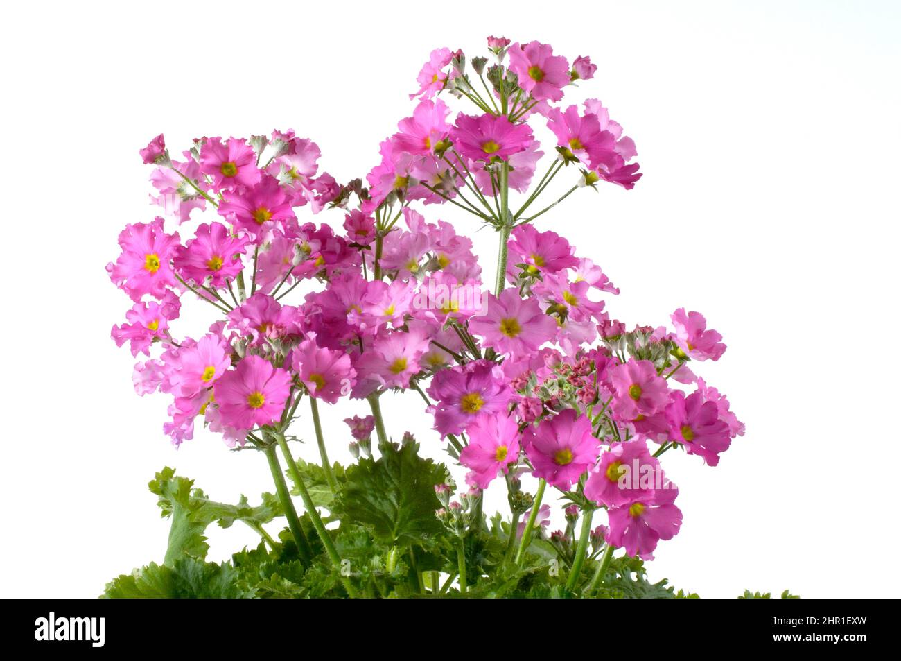 Fairy primrose (Primula malacoides), blooming. cut out Stock Photo - Alamy