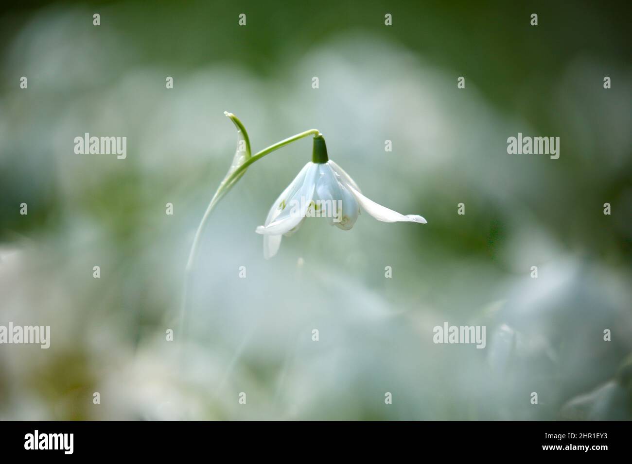 Snowdrop flowers close up Stock Photo - Alamy